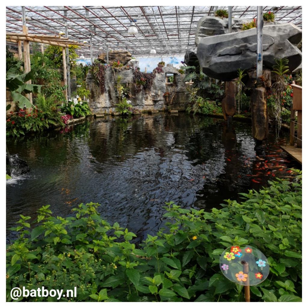 Vlindertuin Emsflower | Meer dan 1000 kleurrijke vlinders | Batboy